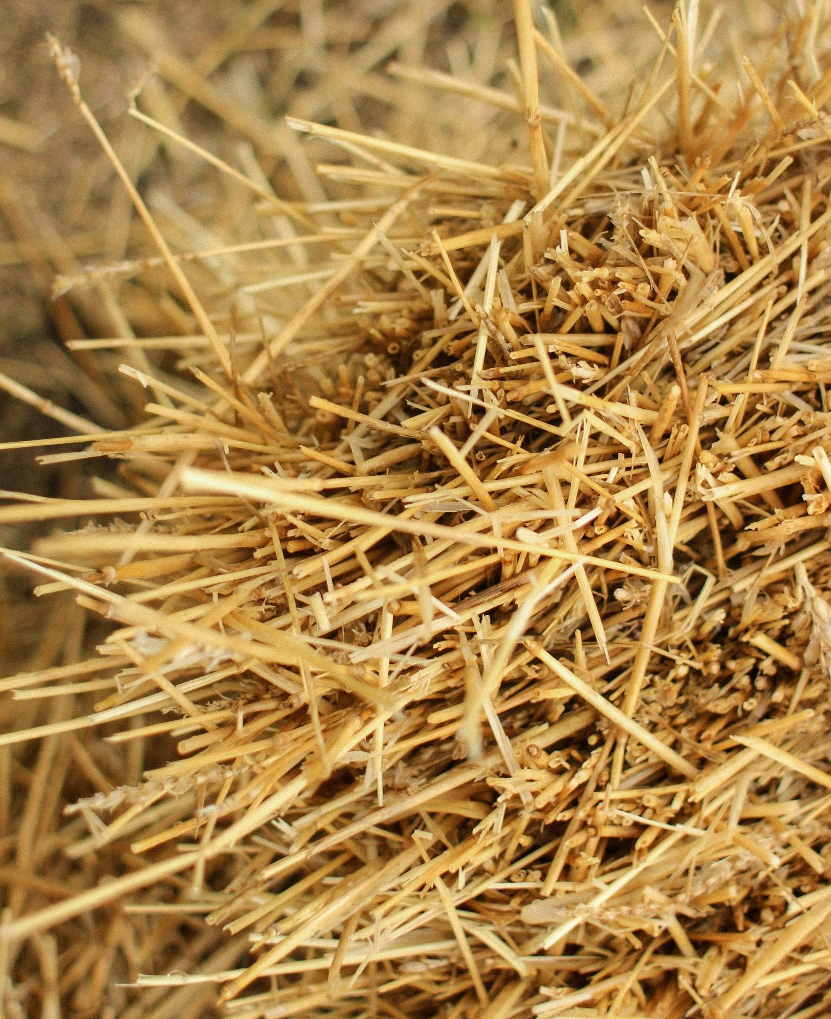 Is the Book of James Really 'An Epistle of Straw'? - Canon Fodder